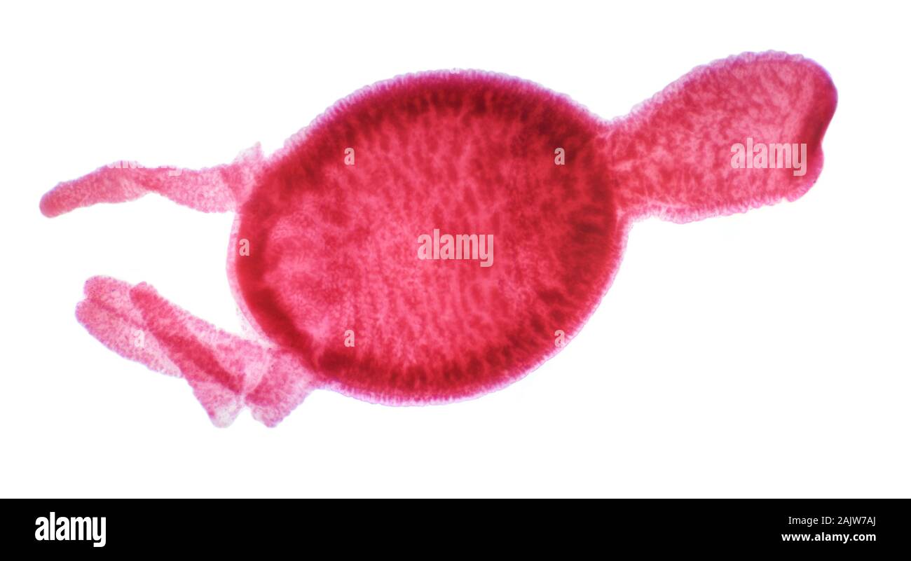 Plant Cell Under Microscope Banque d'images détourées - Alamy