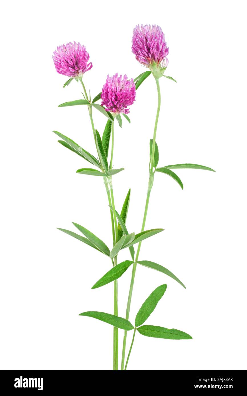 Fleur de trèfle trèfle ou herbes médicinales isolé sur fond blanc Photo ...