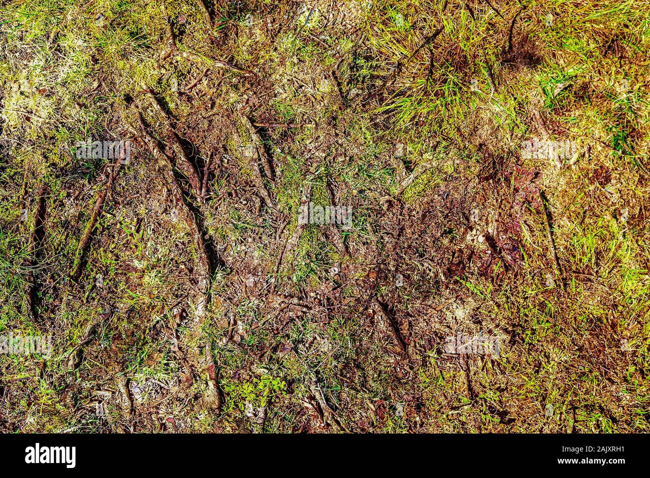 Vue en gros plan détaillé sur la forêt saisonnière des textures au sol ...