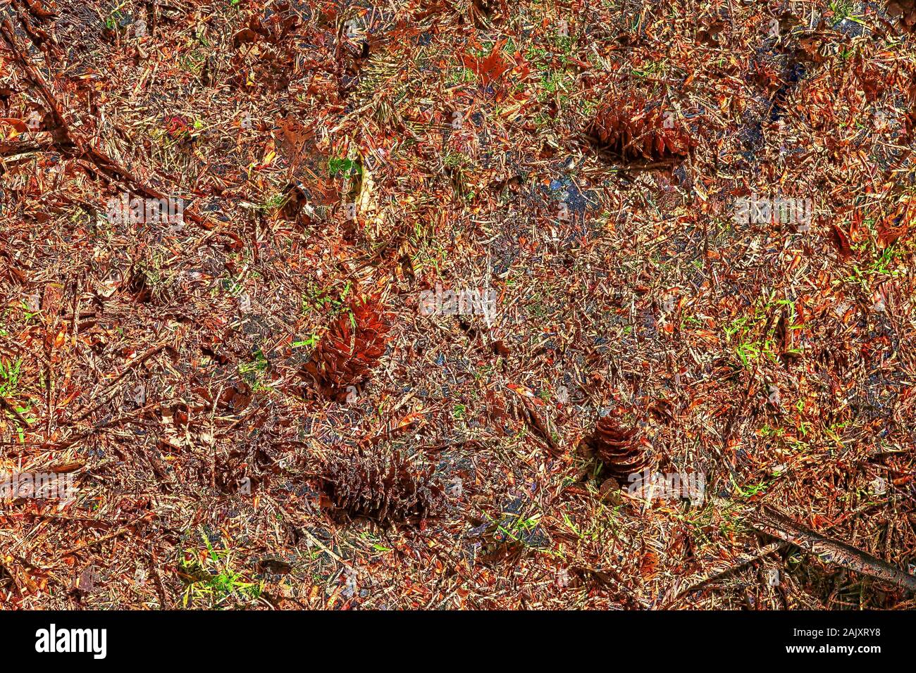 Vue en gros plan détaillé sur la forêt saisonnière des textures au sol ...