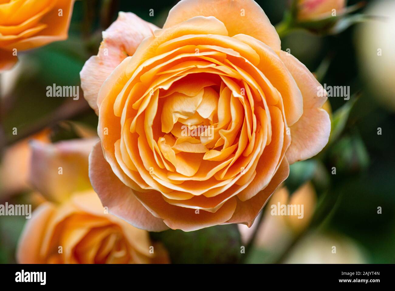 Rose emma hamilton Banque de photographies et d’images à haute ...