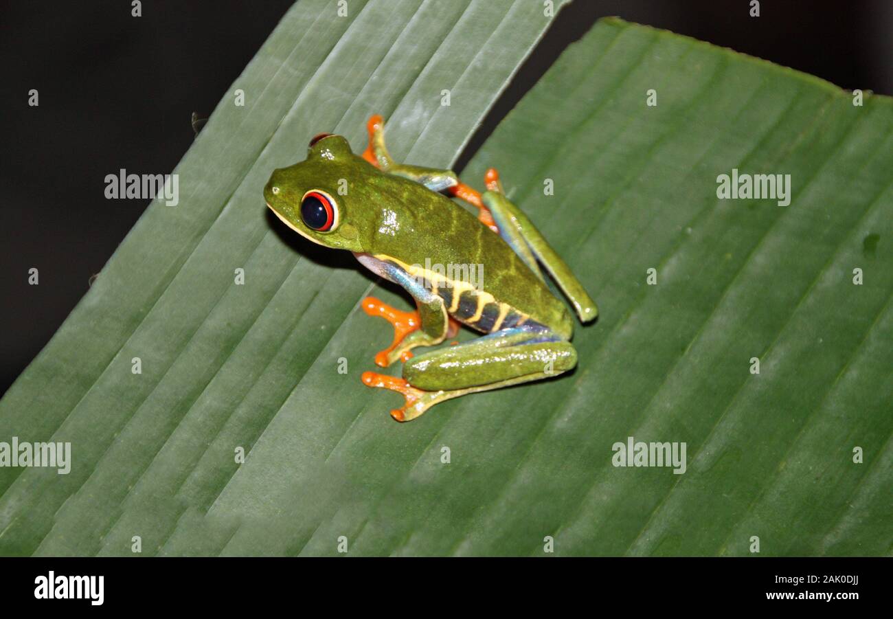 Grenouille aux yeux rouges Banque de photographies et d’images à haute ...