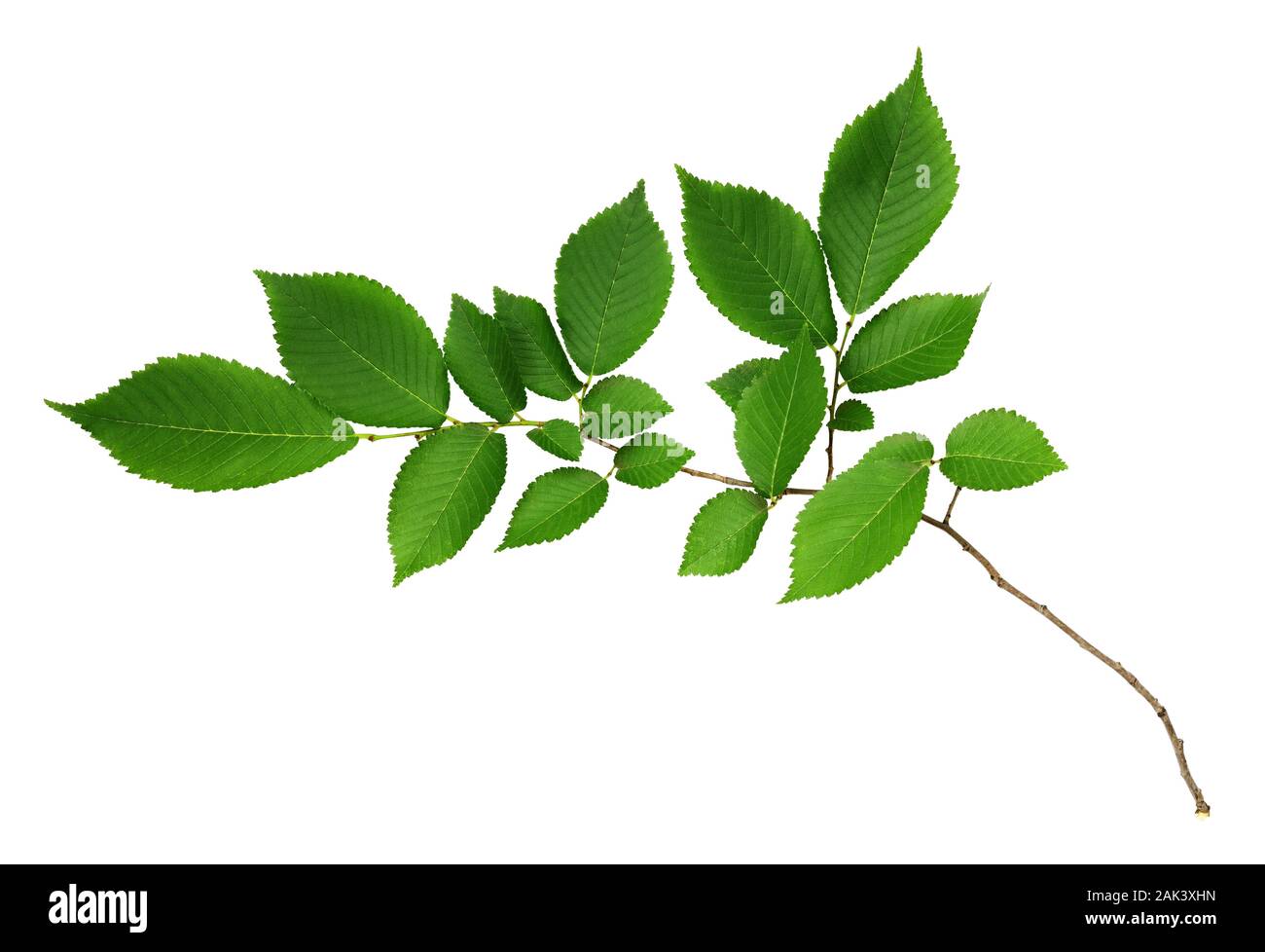 Arbre feuilles d'orme Banque de photographies et d’images à haute résolution - Alamy