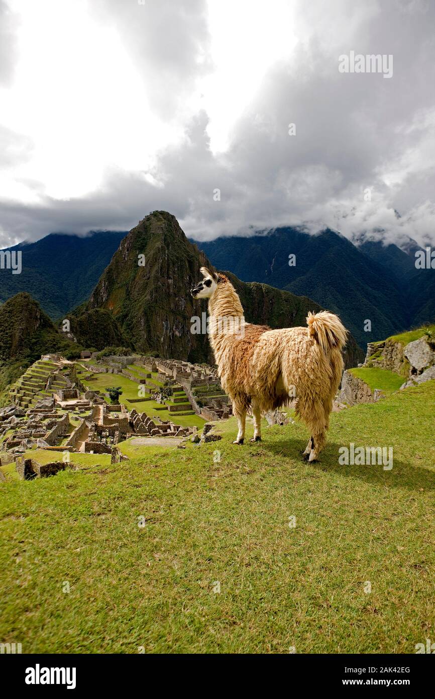 Lama incas Banque de photographies et d’images à haute résolution - Alamy