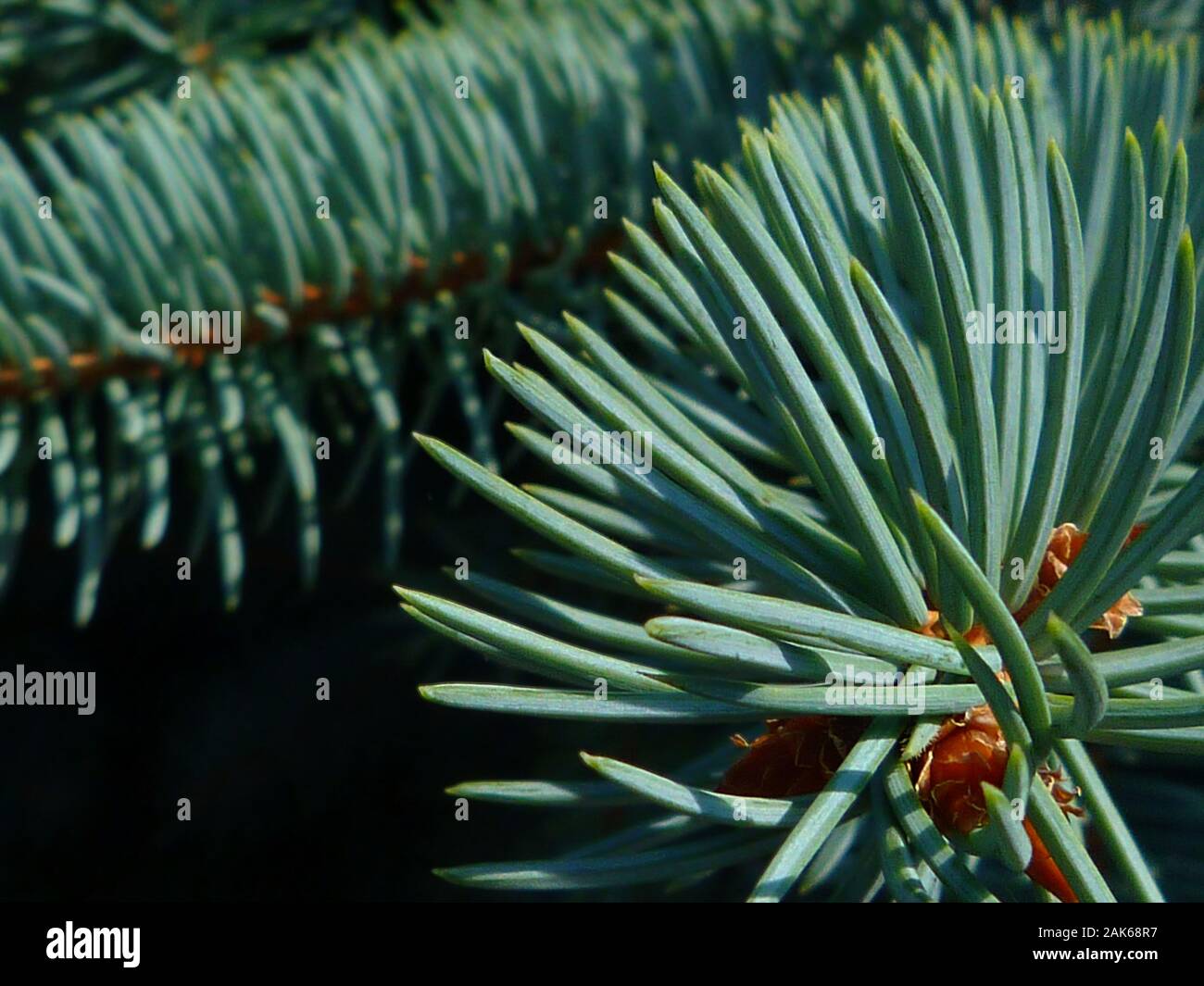 Picea pungens super blue Banque de photographies et d’images à haute ...