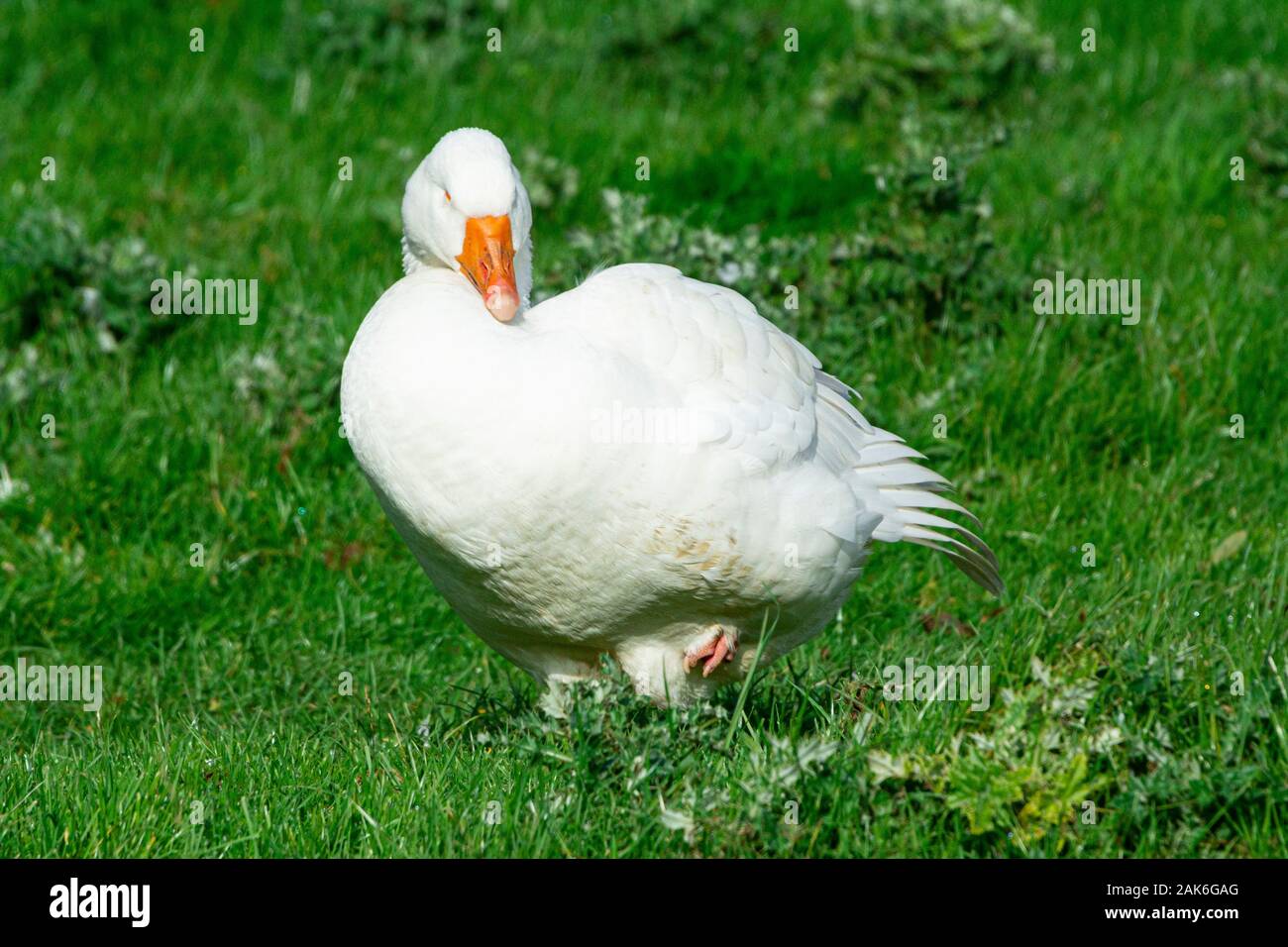 Emden geese Banque de photographies et d’images à haute résolution - Alamy