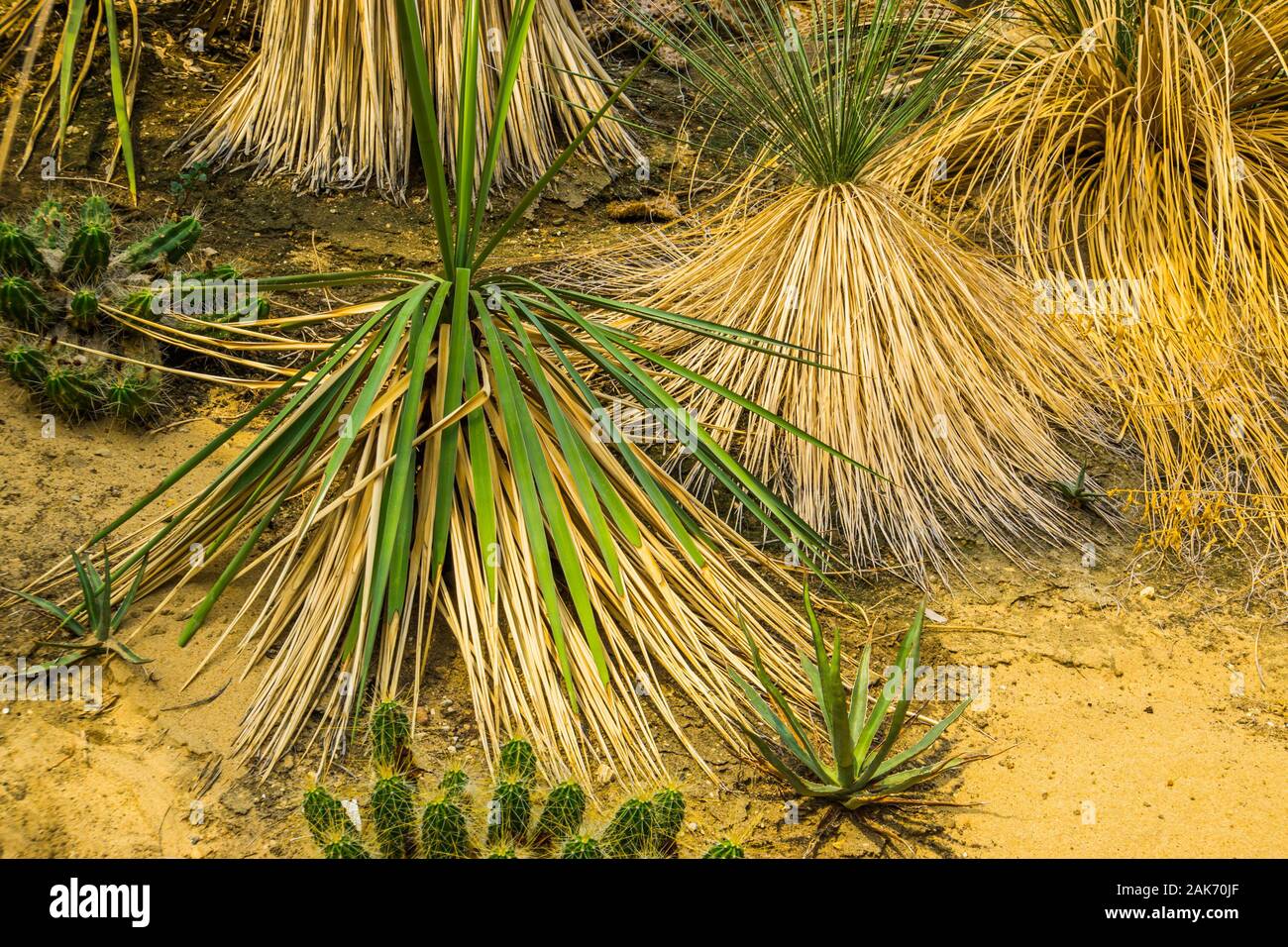 Yucca trees Banque de photographies et d’images à haute résolution - Alamy