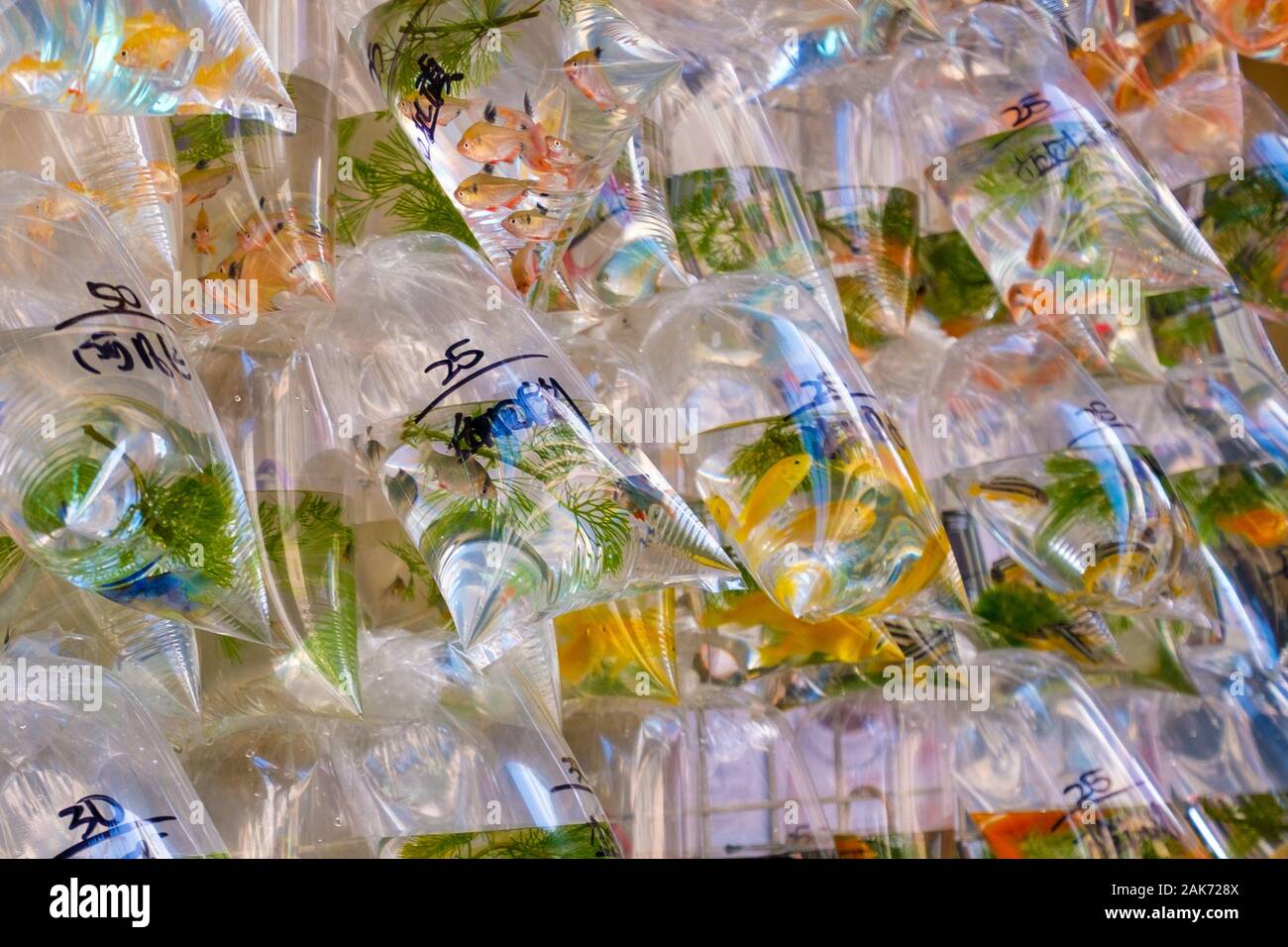 Vente de sacs en plastique de poisson rouge Banque de photographies et ...