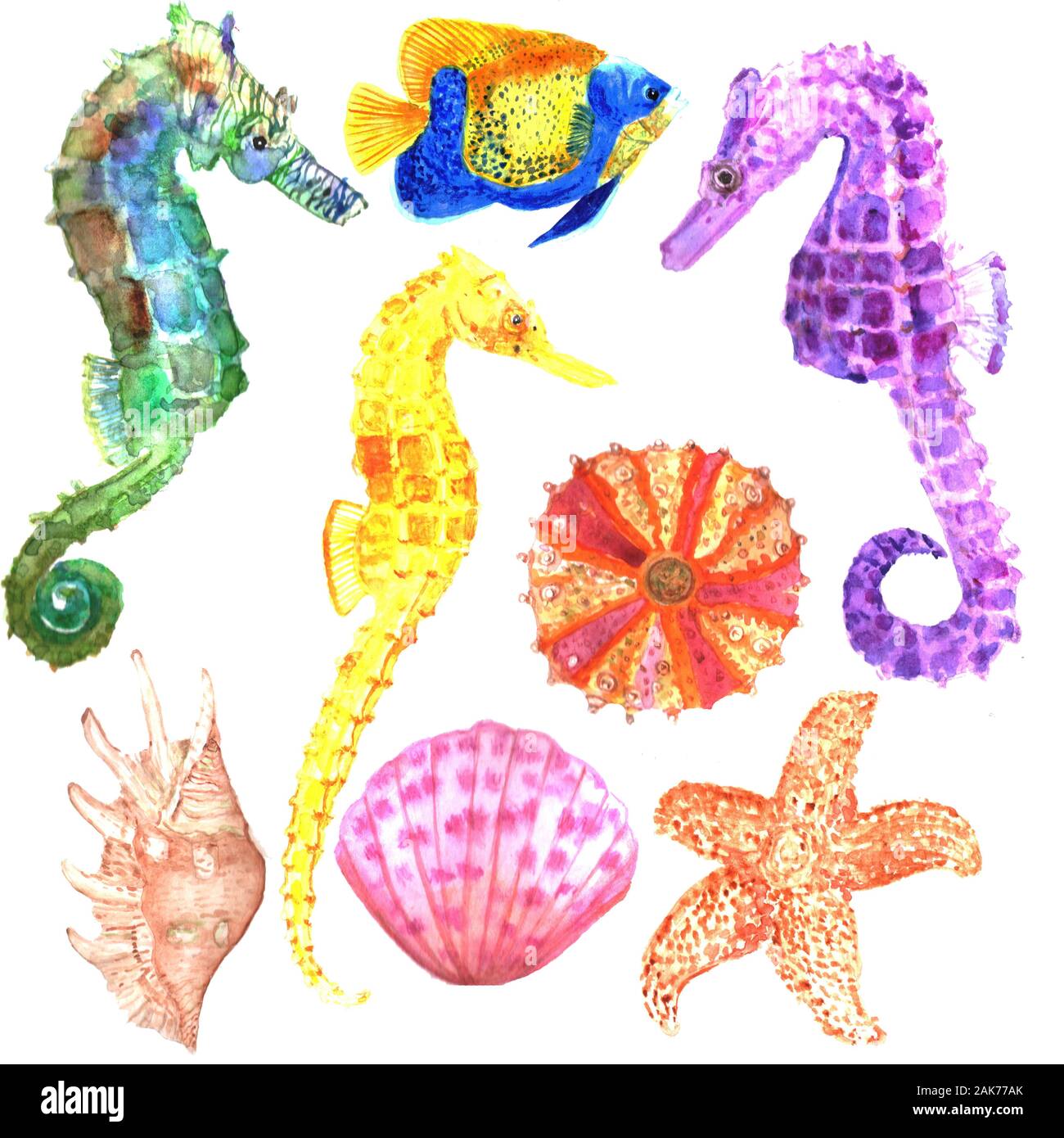 Hippocampe et coquillages Banque de photographies et d’images à haute ...