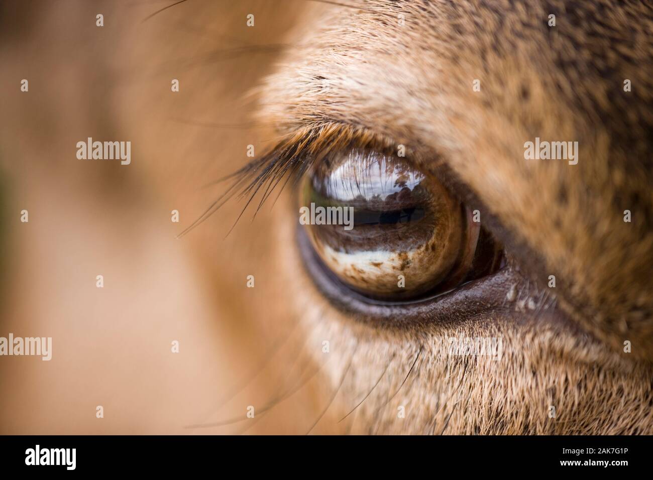 Oeil de cerf Banque de photographies et d’images à haute résolution - Alamy