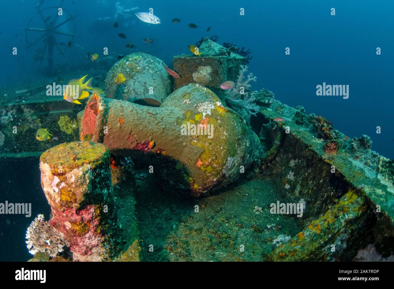 Poisson boga Banque de photographies et d’images à haute résolution - Alamy