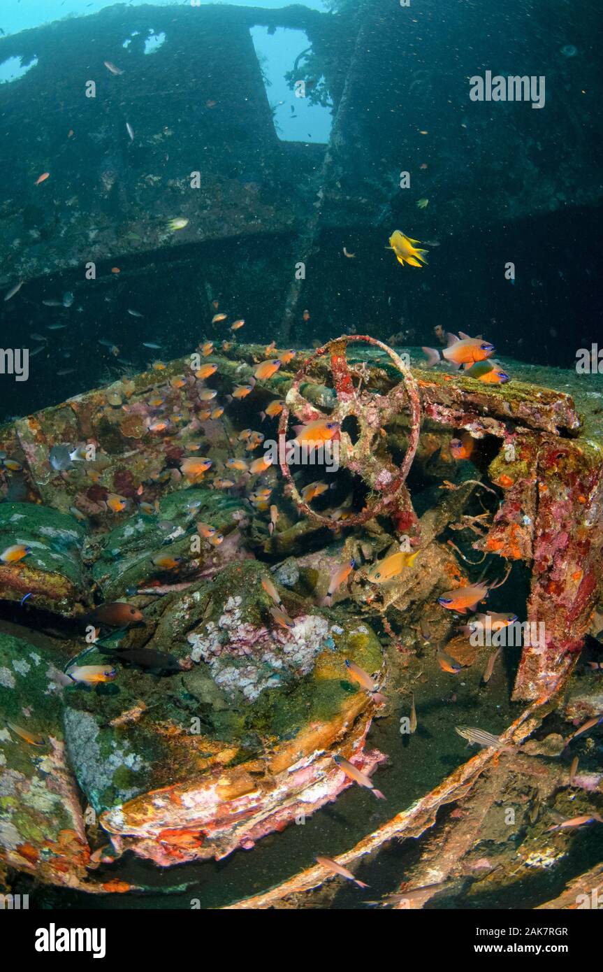 Poisson boga Banque de photographies et d’images à haute résolution - Alamy