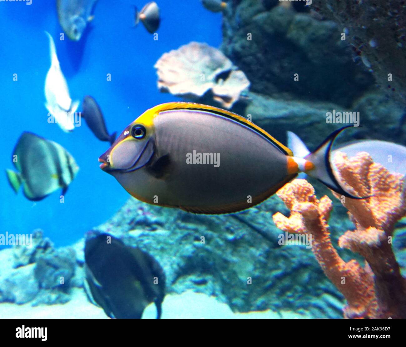 Poissons de mer Banque de photographies et d’images à haute résolution ...