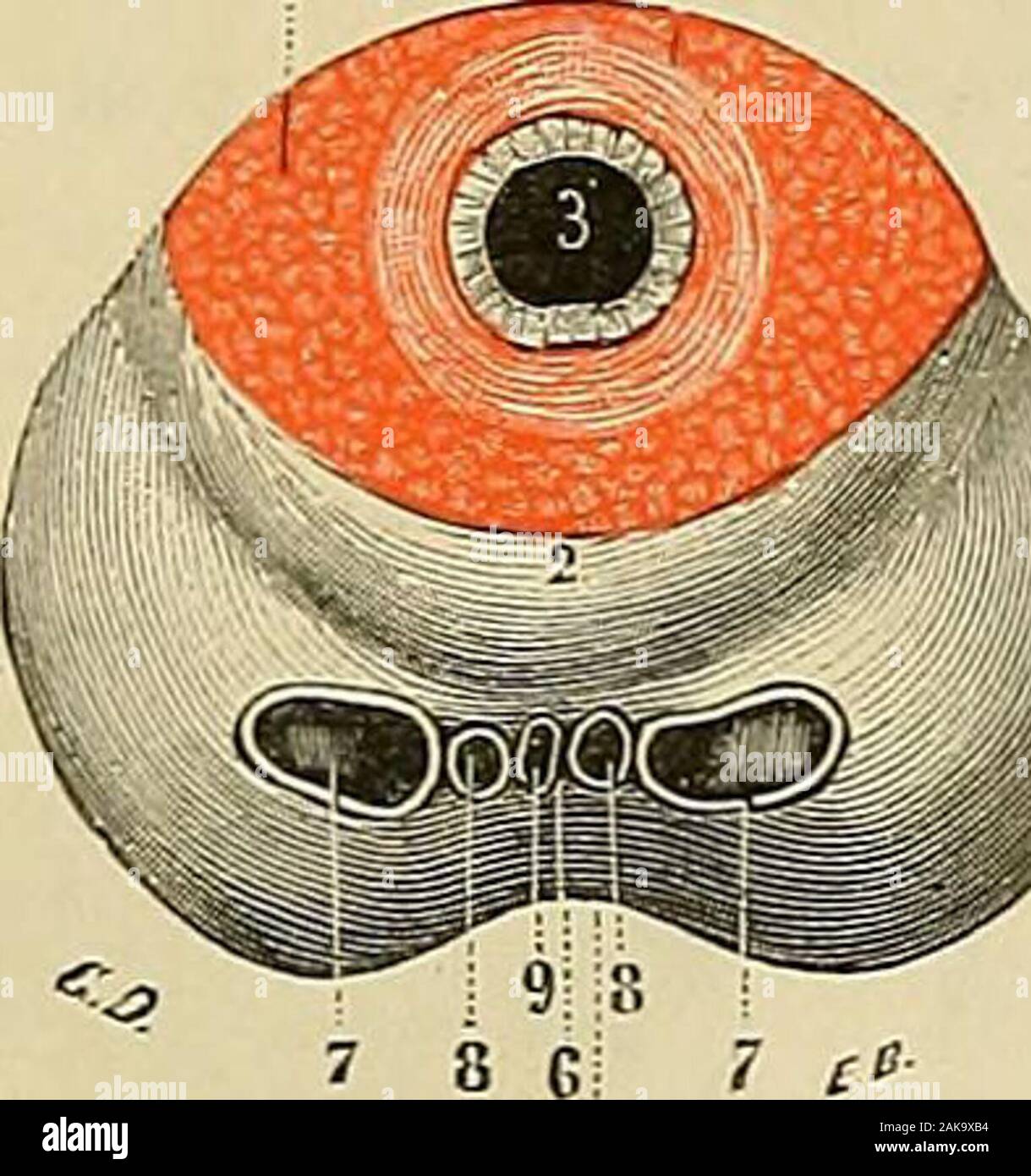 Traité d'anatomie humaine : Anatomie, histologie, développement ...