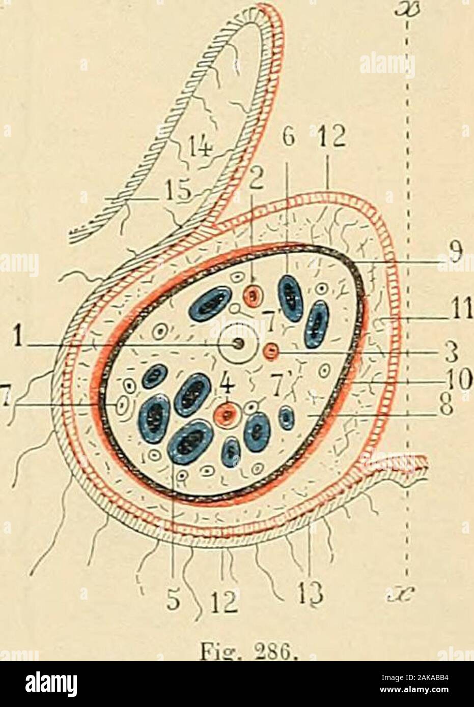Testicule anatomie Banque de photographies et d’images à haute ...