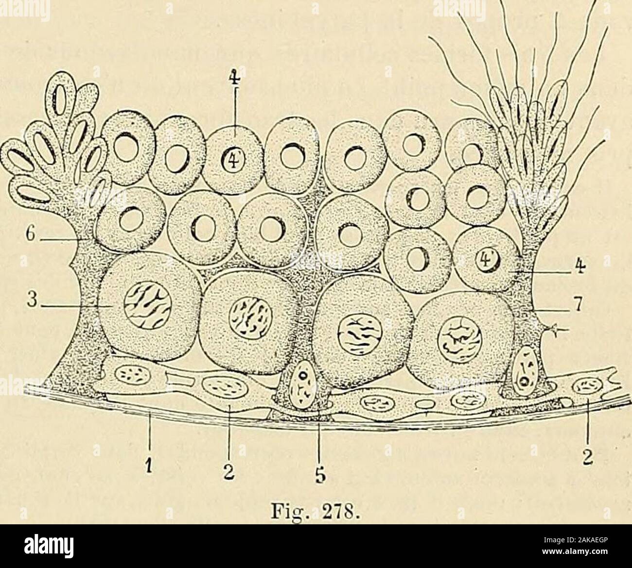 Testicule anatomie Banque de photographies et d’images à haute ...