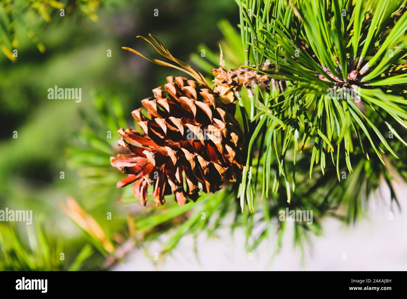 Pitch pine trees Banque de photographies et d’images à haute résolution ...