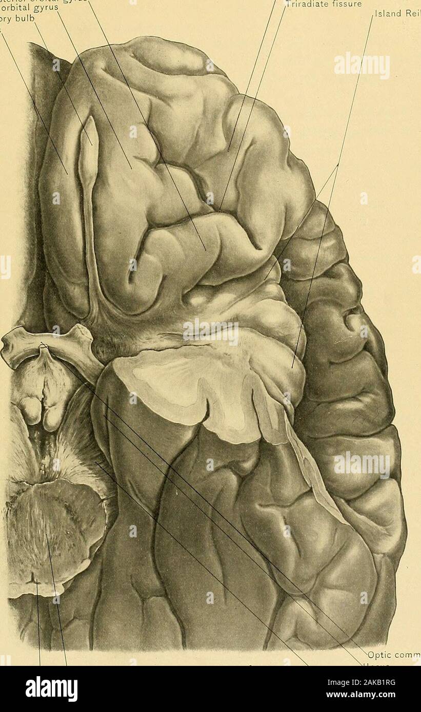 Fissure longitudinale Banque de photographies et d’images à haute ...