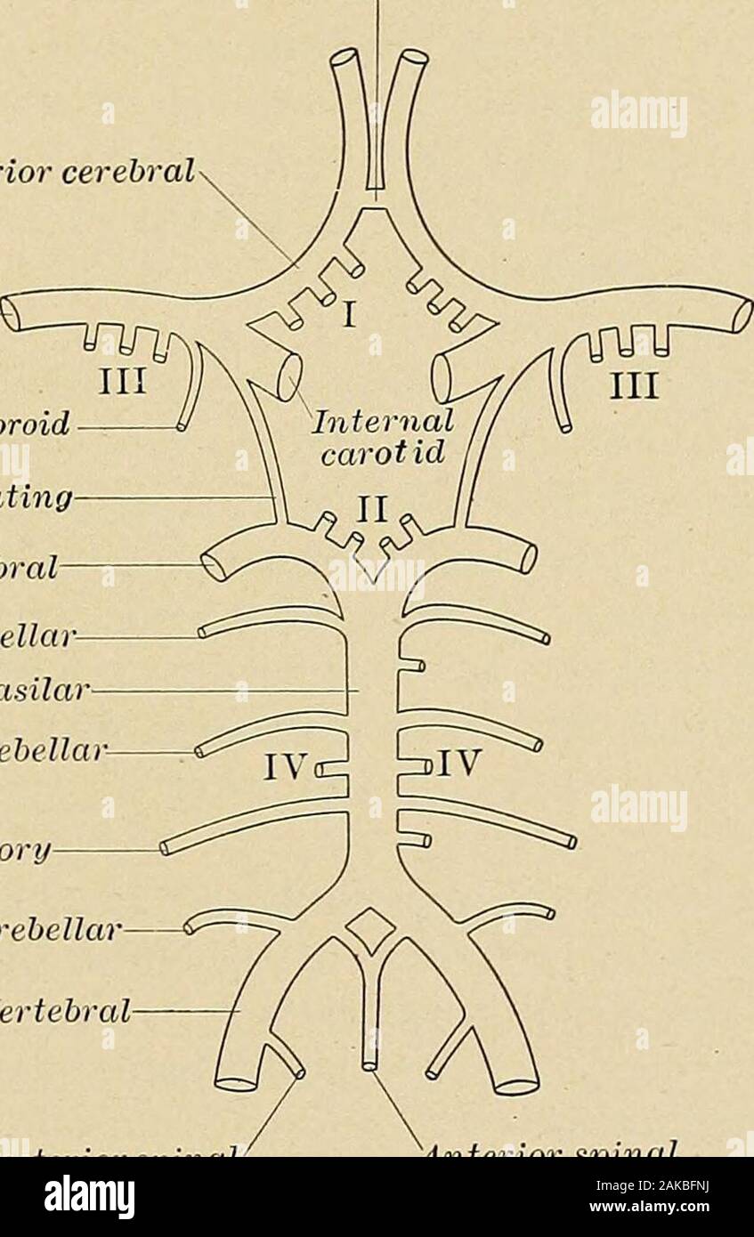 Les maladies du système nerveux : un texte-livre de neurologie et ...