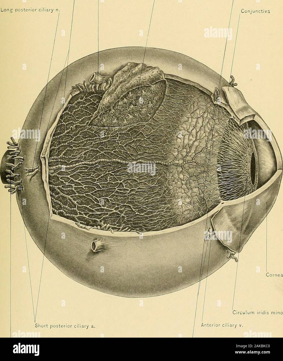 Nerfs ciliaires courts Banque de photographies et d’images à haute ...