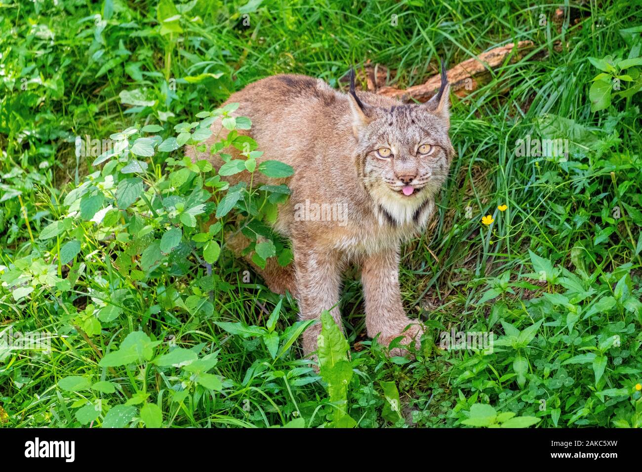Canadian lynx quebec canada Banque de photographies et d’images à haute ...