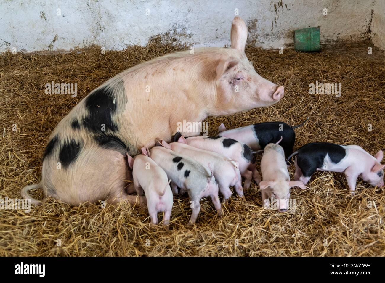 Pig farm ireland Banque de photographies et d’images à haute résolution ...
