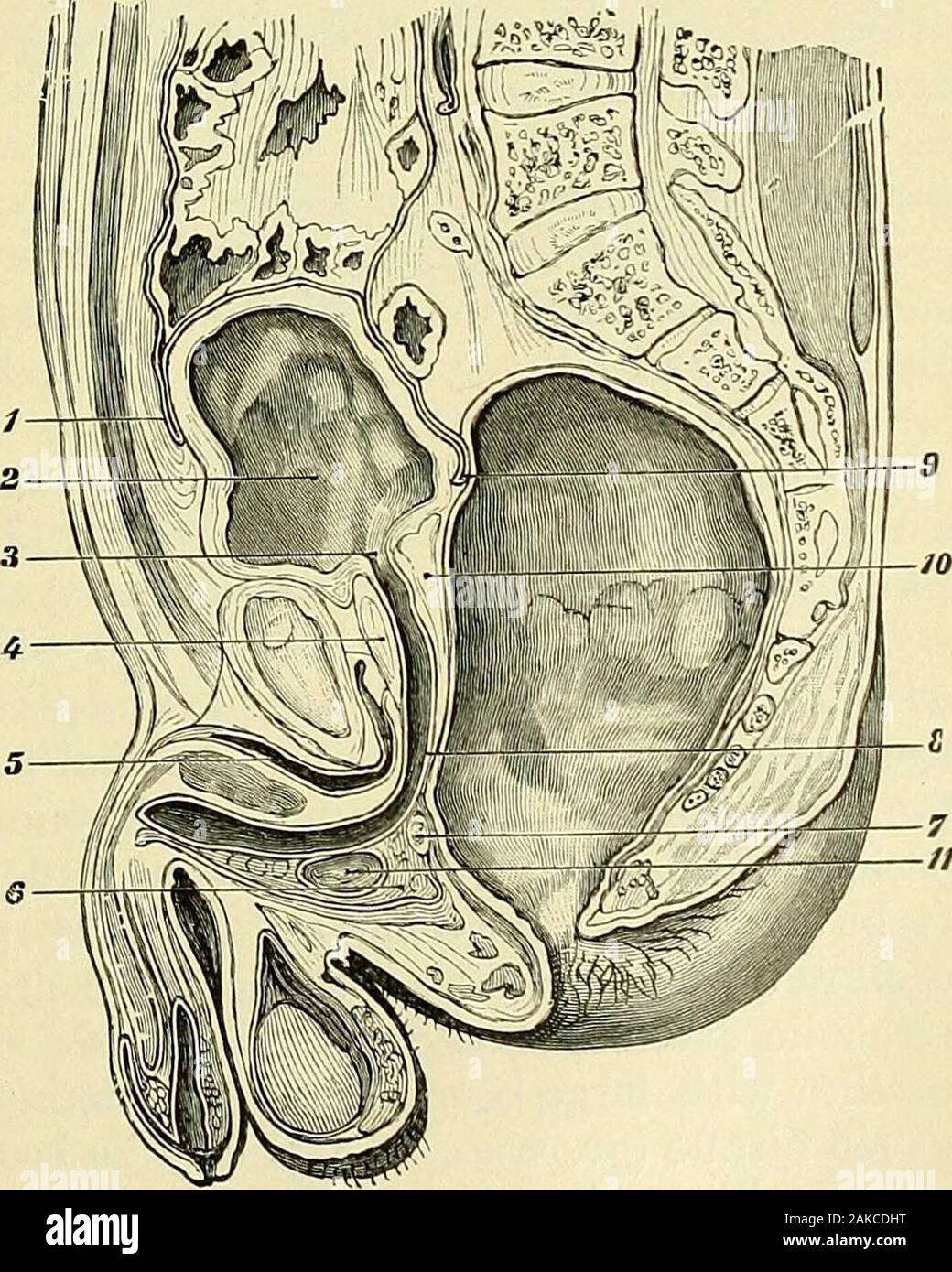 Utricule prostatique Banque de photographies et d’images à haute ...