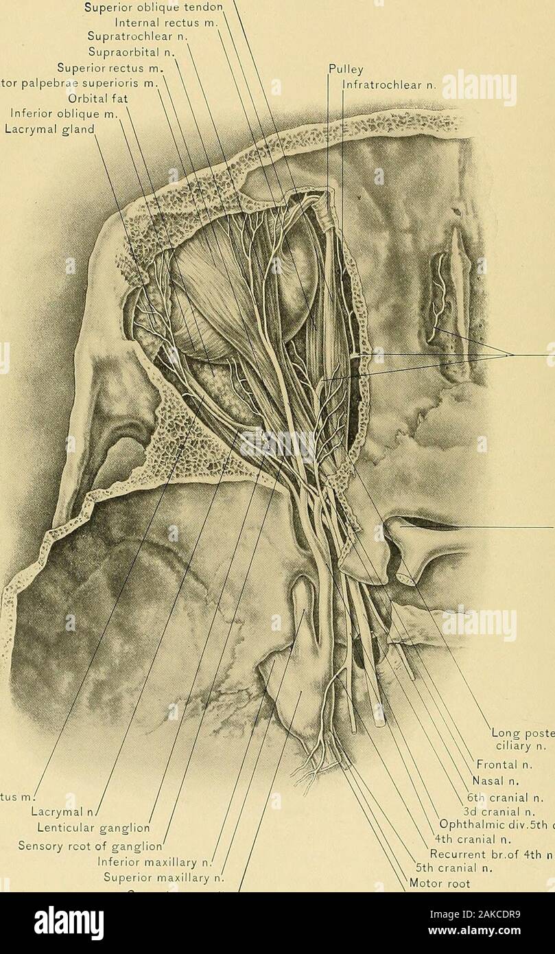 Capsule de tenon Banque de photographies et d’images à haute résolution ...