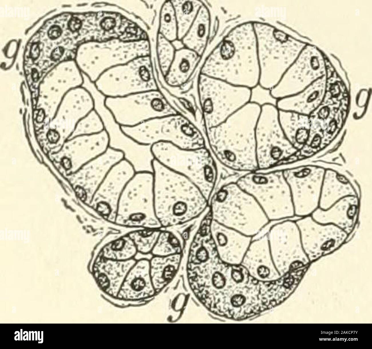 Manuel d'Histologie normale : y compris un compte de l'élaboration des ...