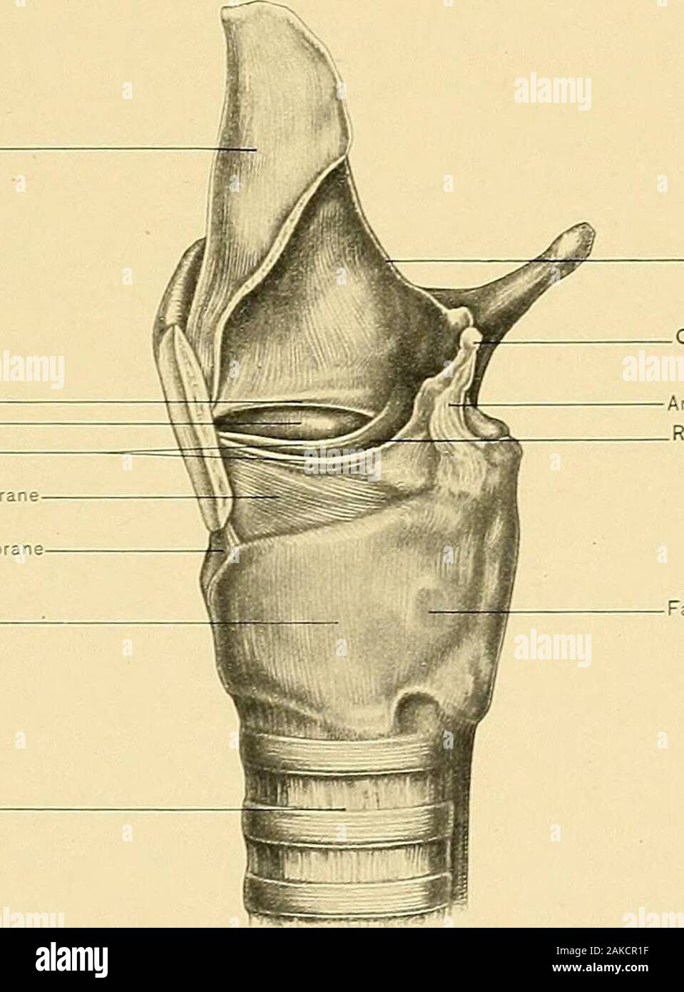 Vrais cordes vocales Banque de photographies et d’images à haute ...
