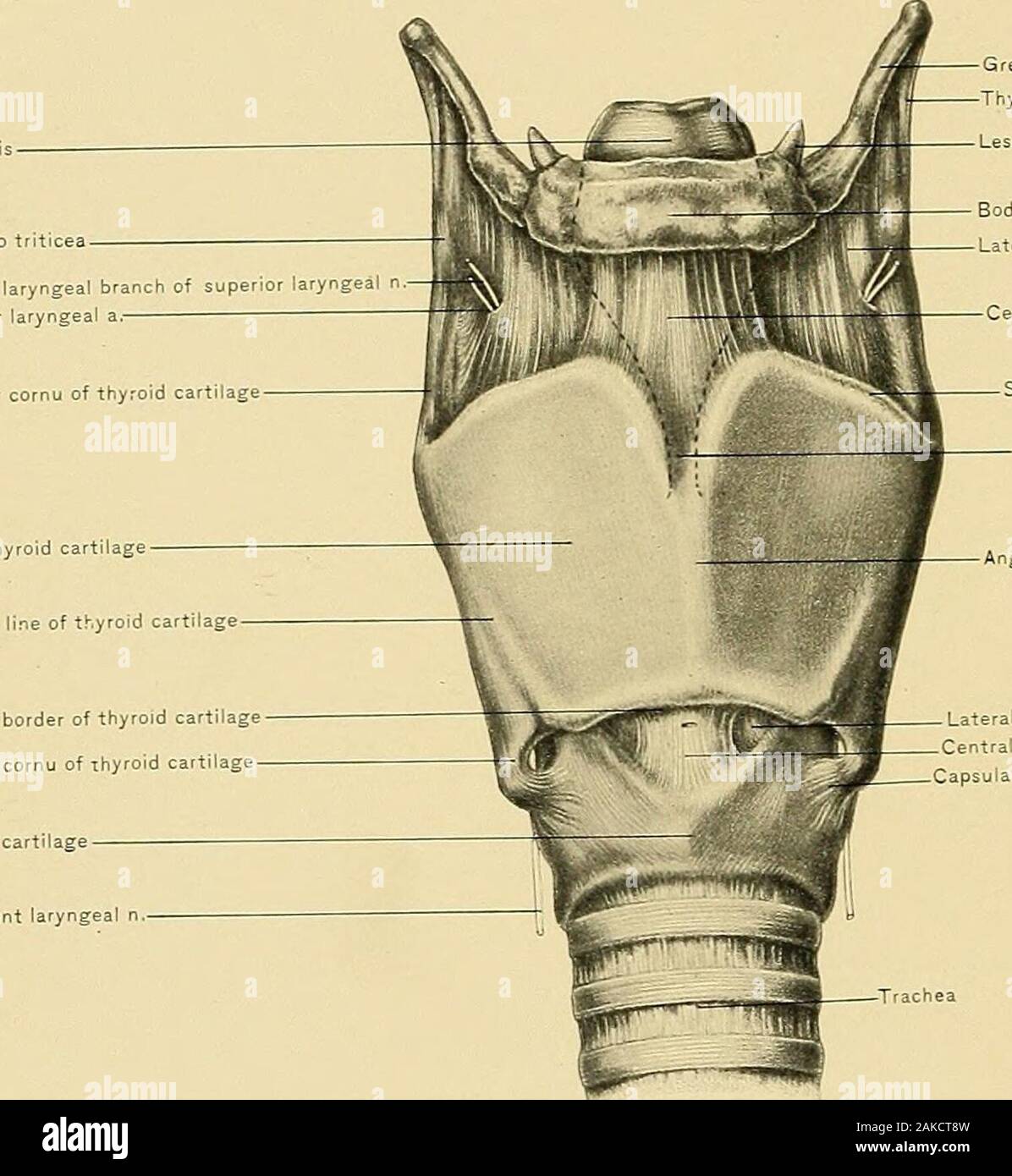 Anatomie De L'épiglotte