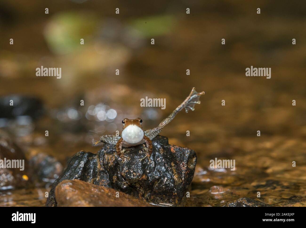 Grenouille torrent kottigehar Banque de photographies et d’images à ...