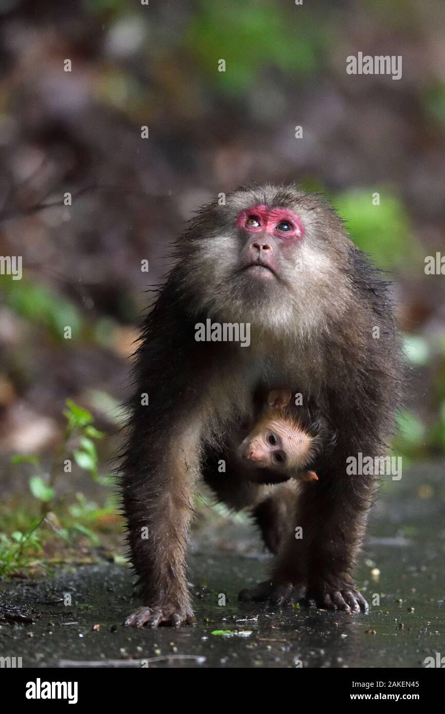 Tibetan macaque Banque de photographies et d’images à haute résolution ...