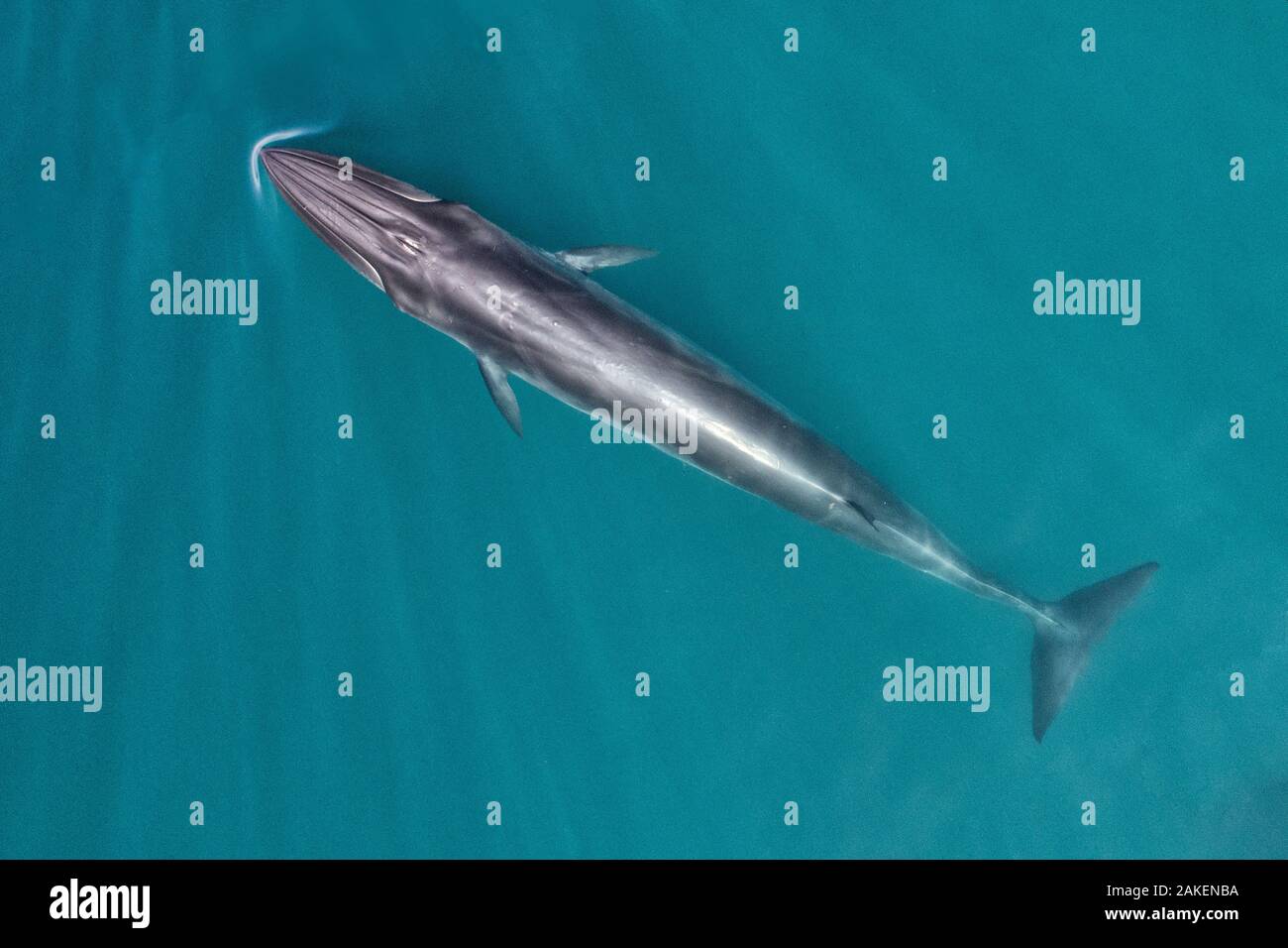 Balaenoptera edeni balaenoptera Banque de photographies et d’images à ...