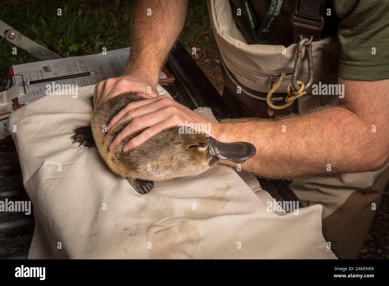 Ornithorhynchus anatinus Banque de photographies et d’images à haute ...