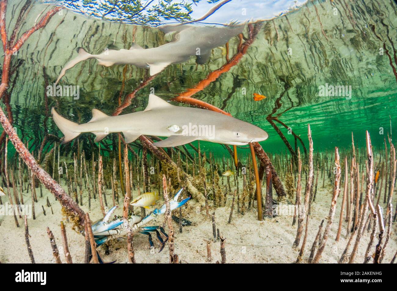 Petit requin citron (Negaprion brevirostris) dans la forêt de mangrove ...
