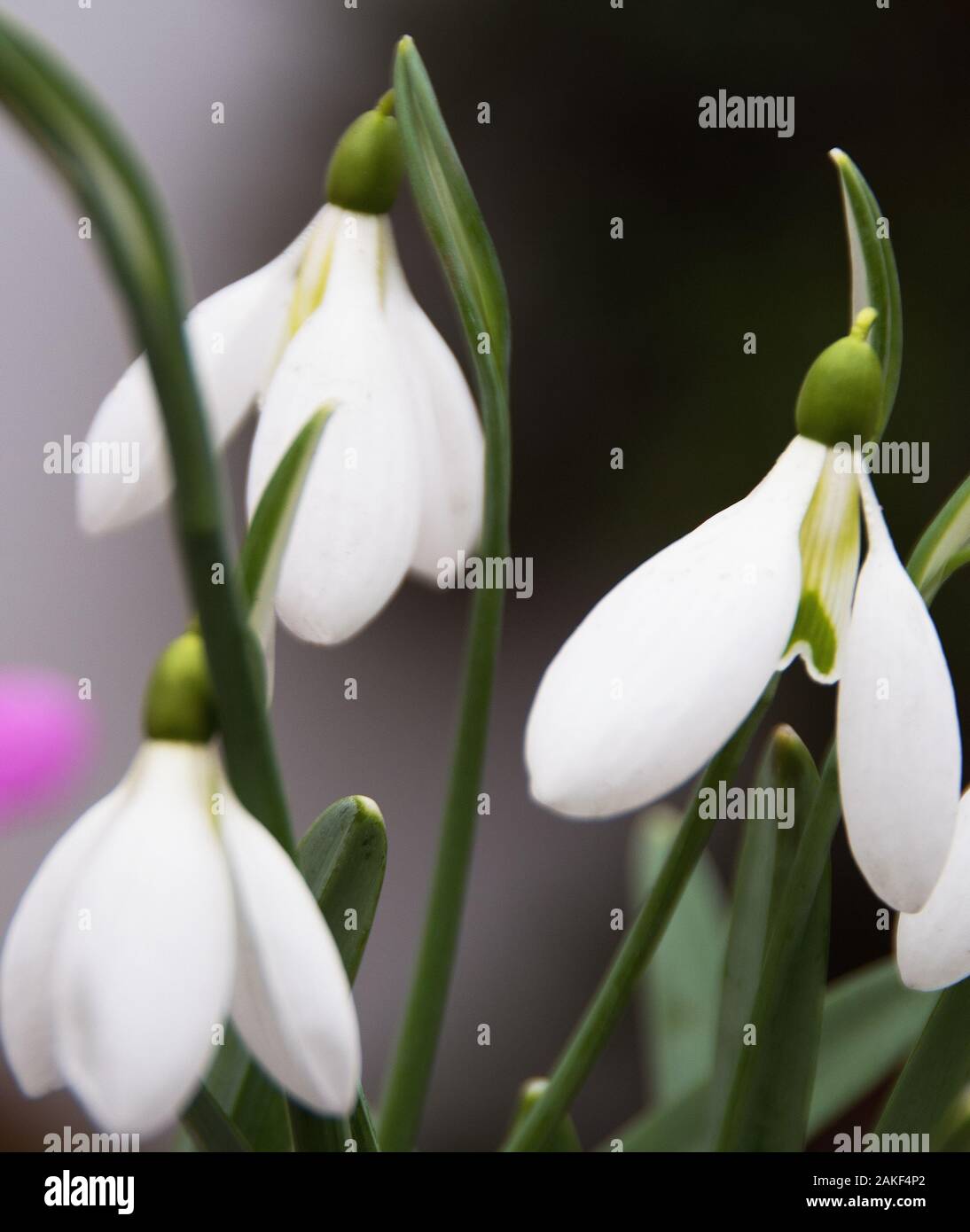 Galanthus hybride Banque de photographies et d’images à haute ...