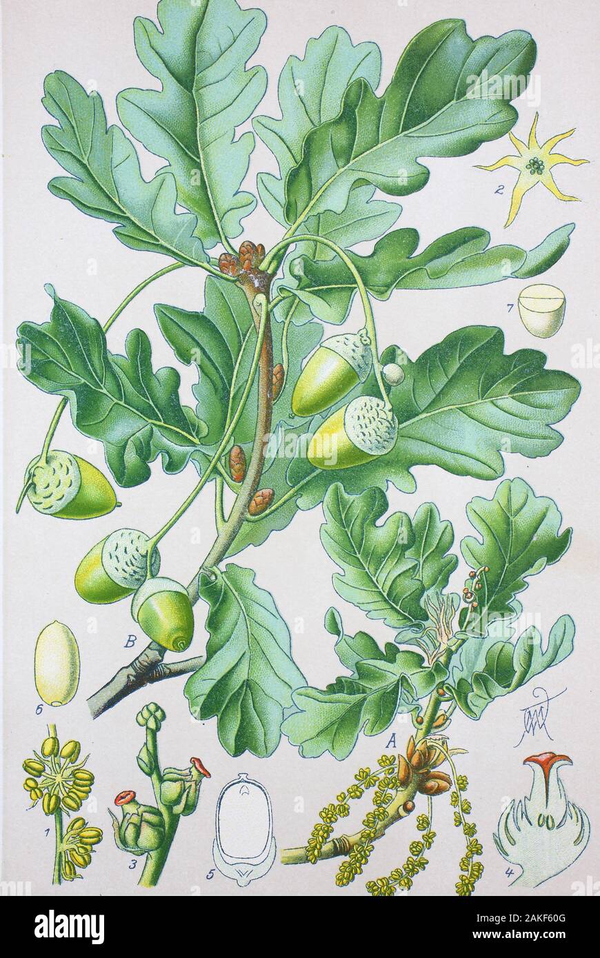 Sommereiche oder deutsche eiche Banque de photographies et d’images à ...