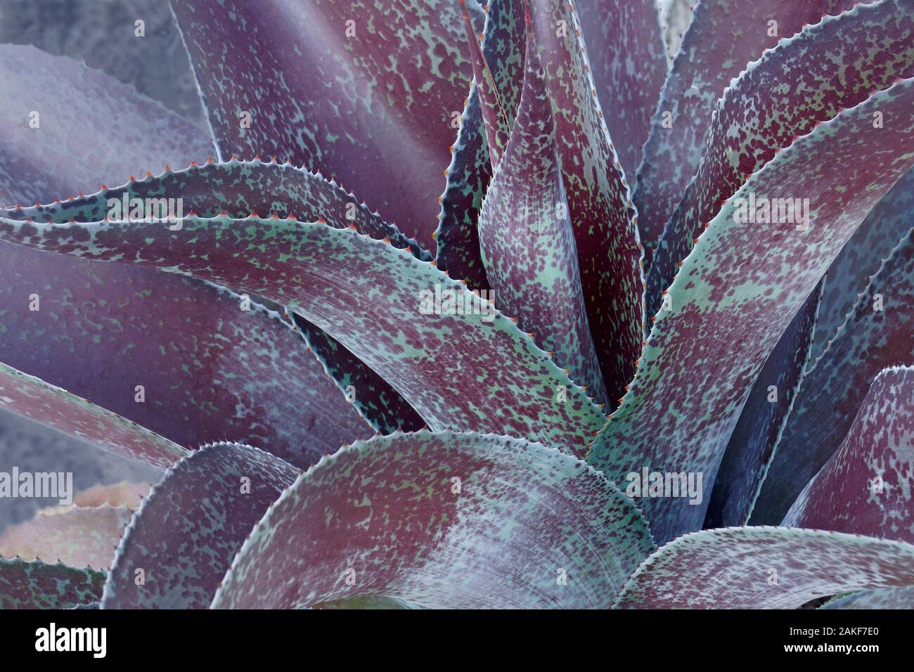 Guerrier incas Banque de photographies et d’images à haute résolution ...