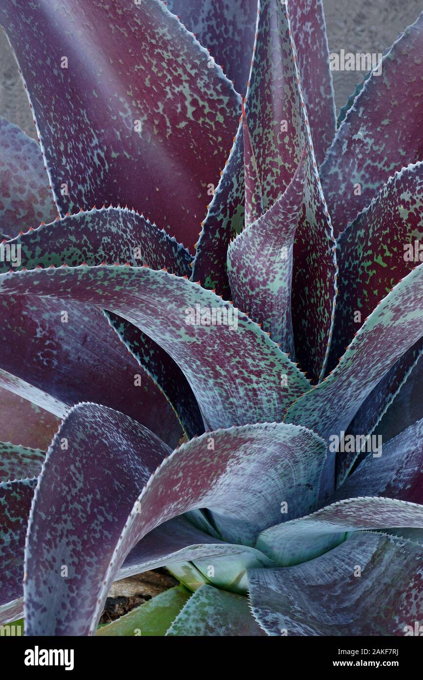 Guerrier incas Banque de photographies et d’images à haute résolution ...