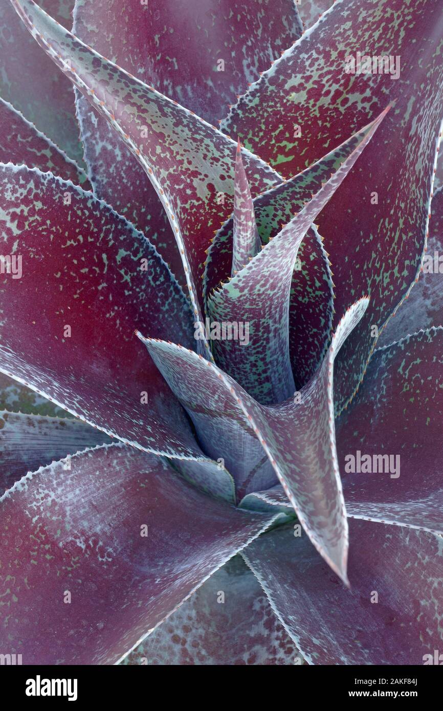 Guerrier incas Banque de photographies et d’images à haute résolution ...