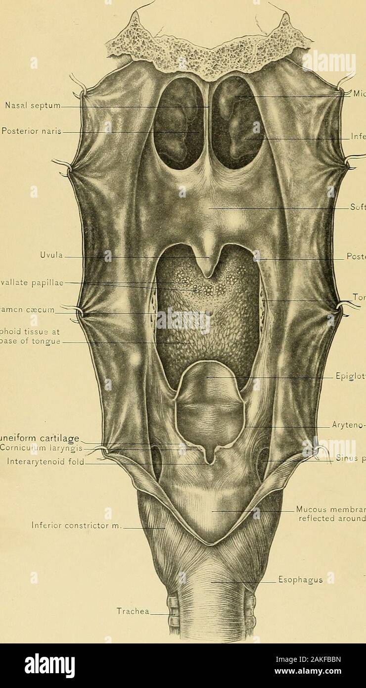 Tonsil Membrane Banque d'image et photos - Alamy