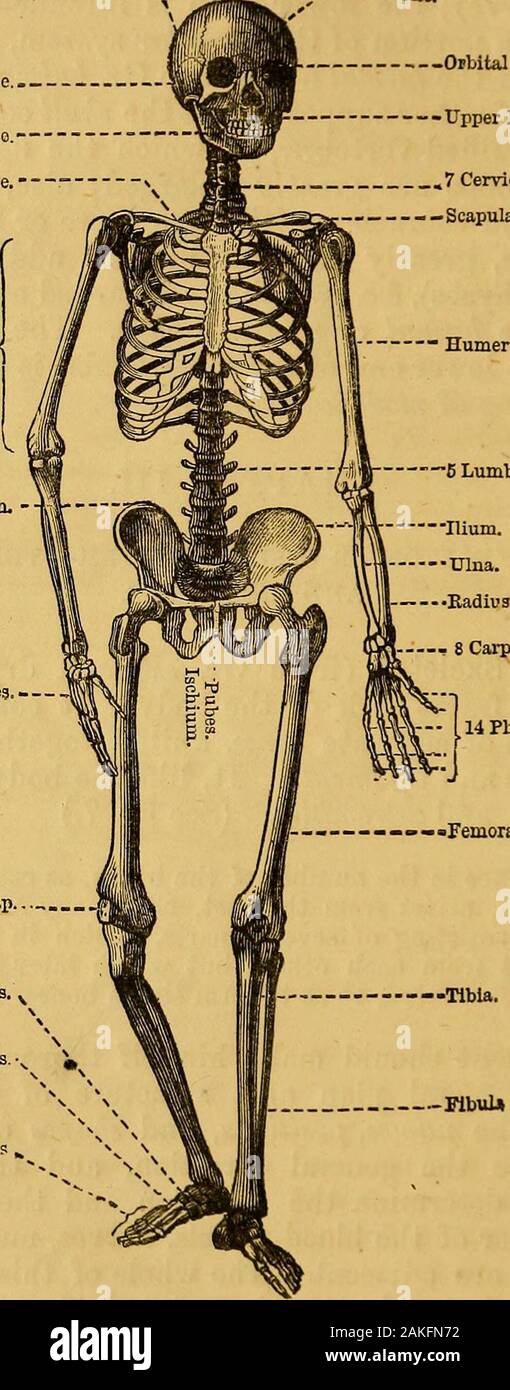 Os et noms Banque de photographies et d’images à haute résolution - Alamy