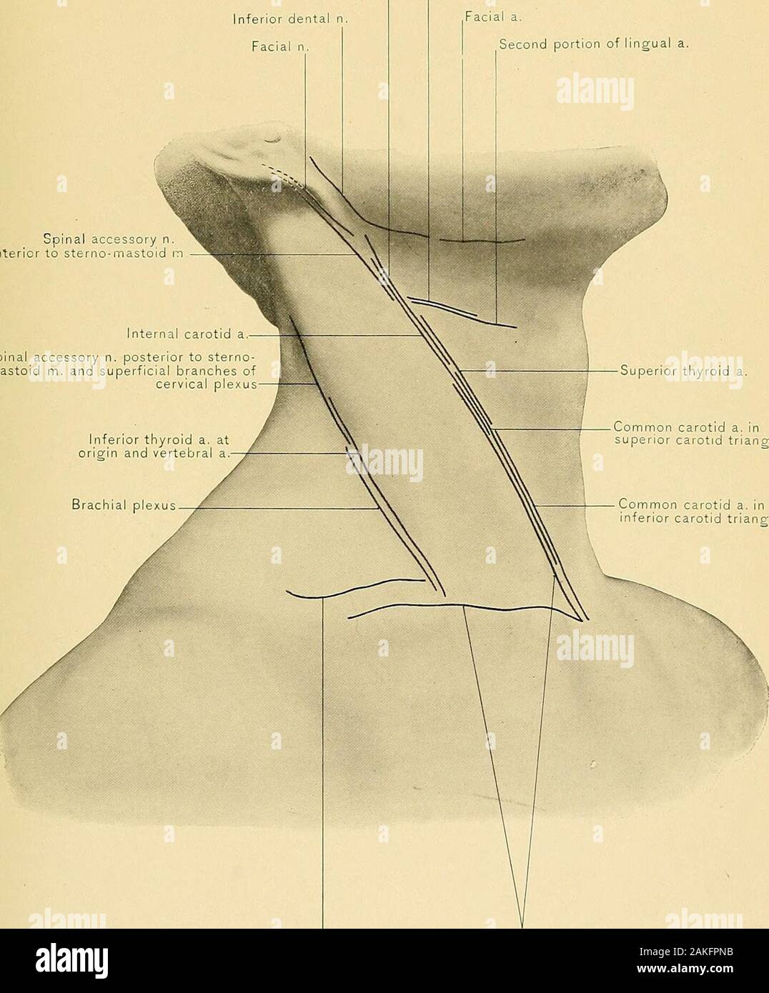 Anatomie chirurgicale : un traité sur l'anatomie humaine dans son ...
