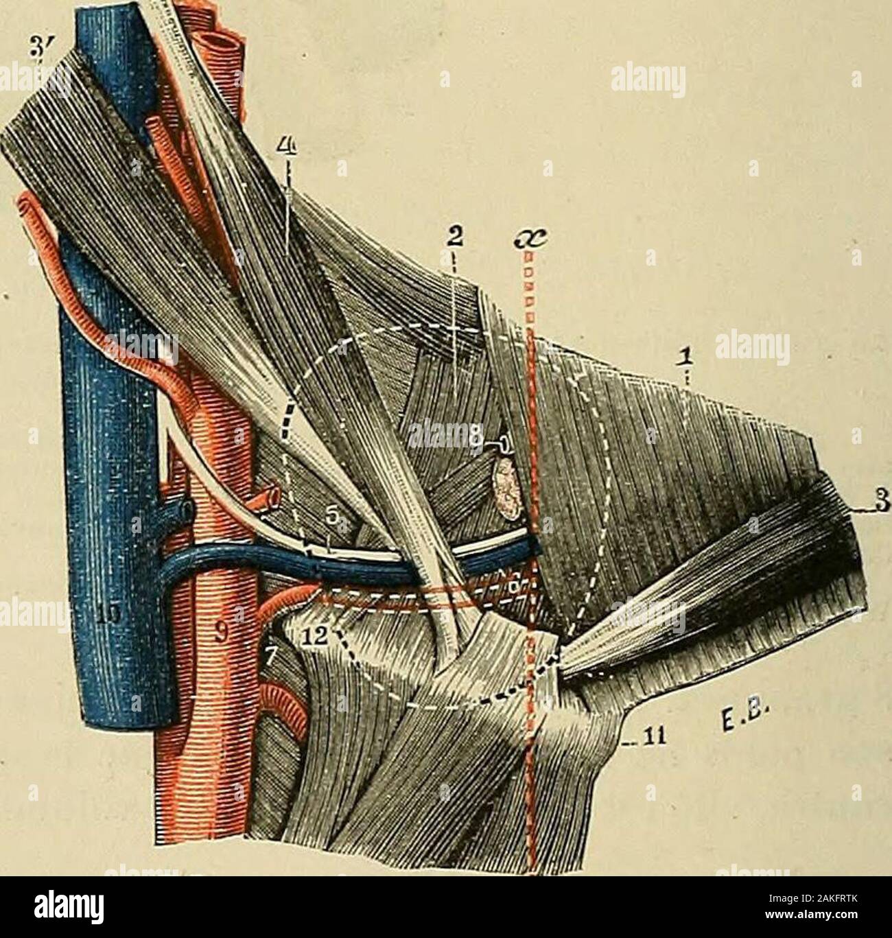 Traité d'anatomie humaine : Anatomie, histologie, développement ...