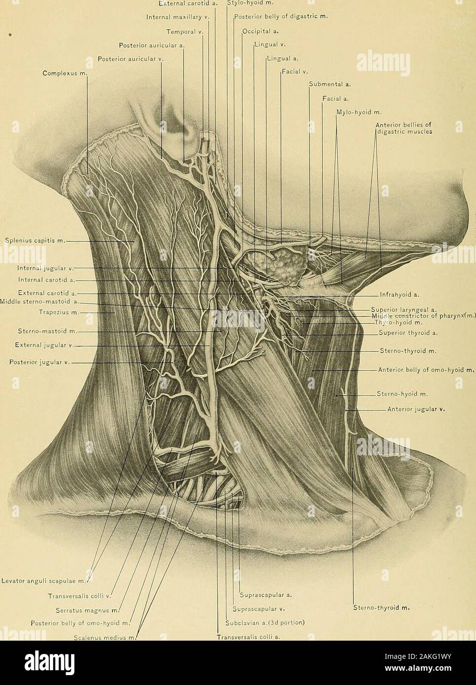 Anatomie chirurgicale : un traité sur l'anatomie humaine dans son ...