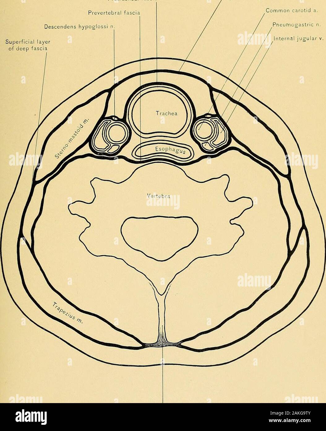 Anatomie chirurgicale : un traité sur l'anatomie humaine dans son ...