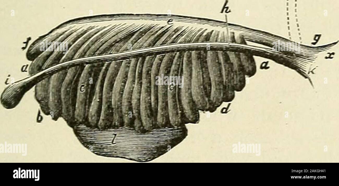 Ligament large de l'utérus Banque de photographies et d’images à haute ...