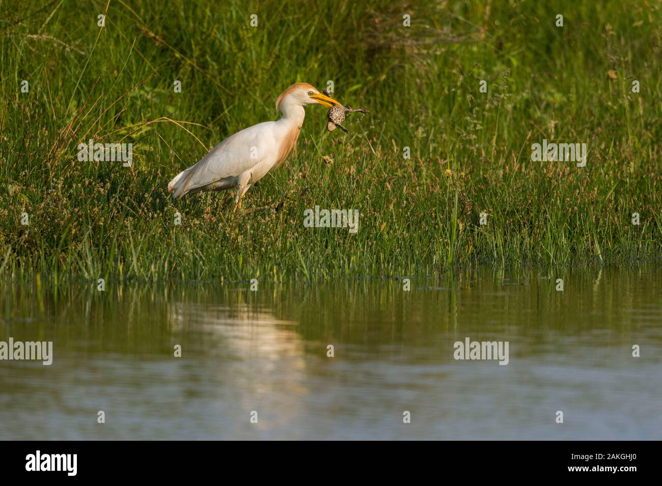 France, somme (80), Baie de Somme, Le Crotoy, Crotoy marsh, Western ...