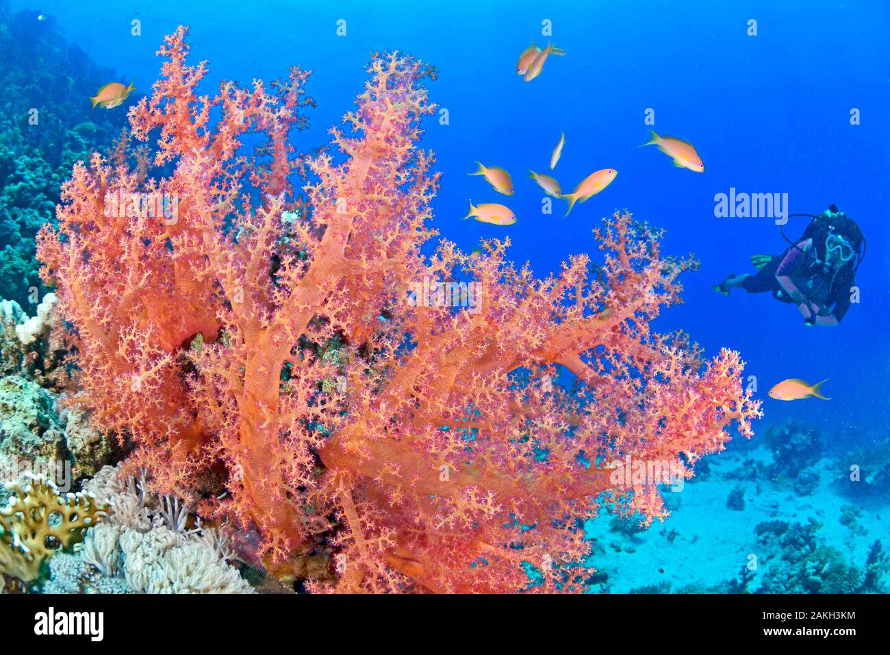 Egypte, mer Rouge, un récif corallien avec coraux mous alcyonaires ...